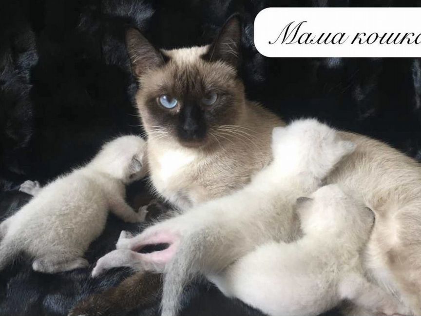 Тайские сиамские котята
