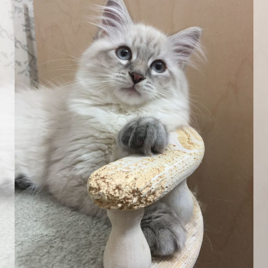 Невский маскарадный котёнок