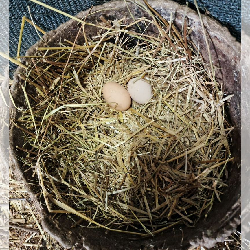 Домашние куры