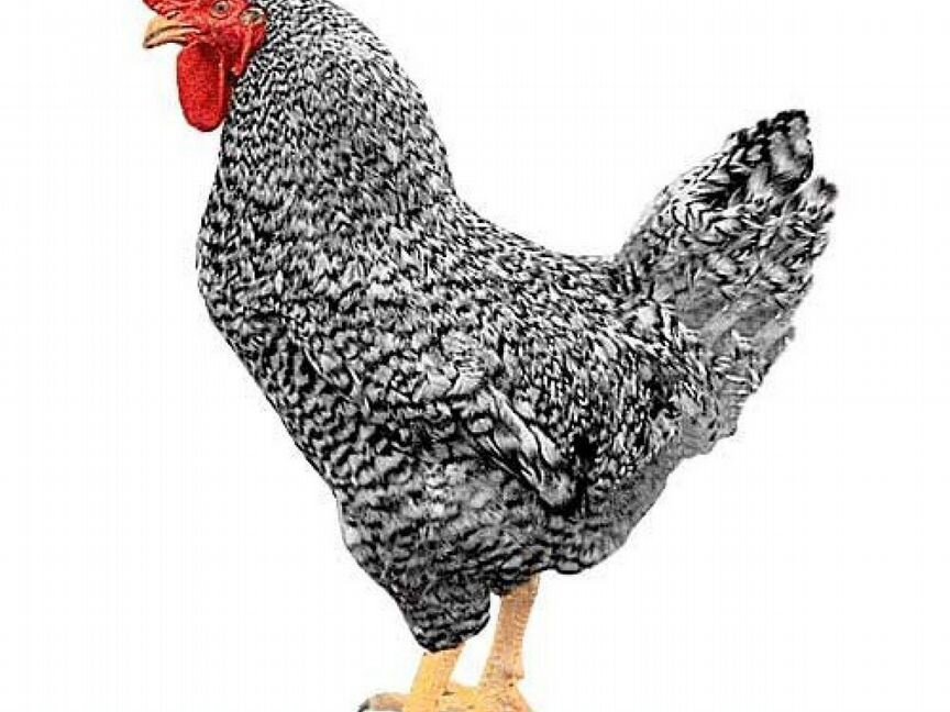 Петухи Доминант Крапчатый