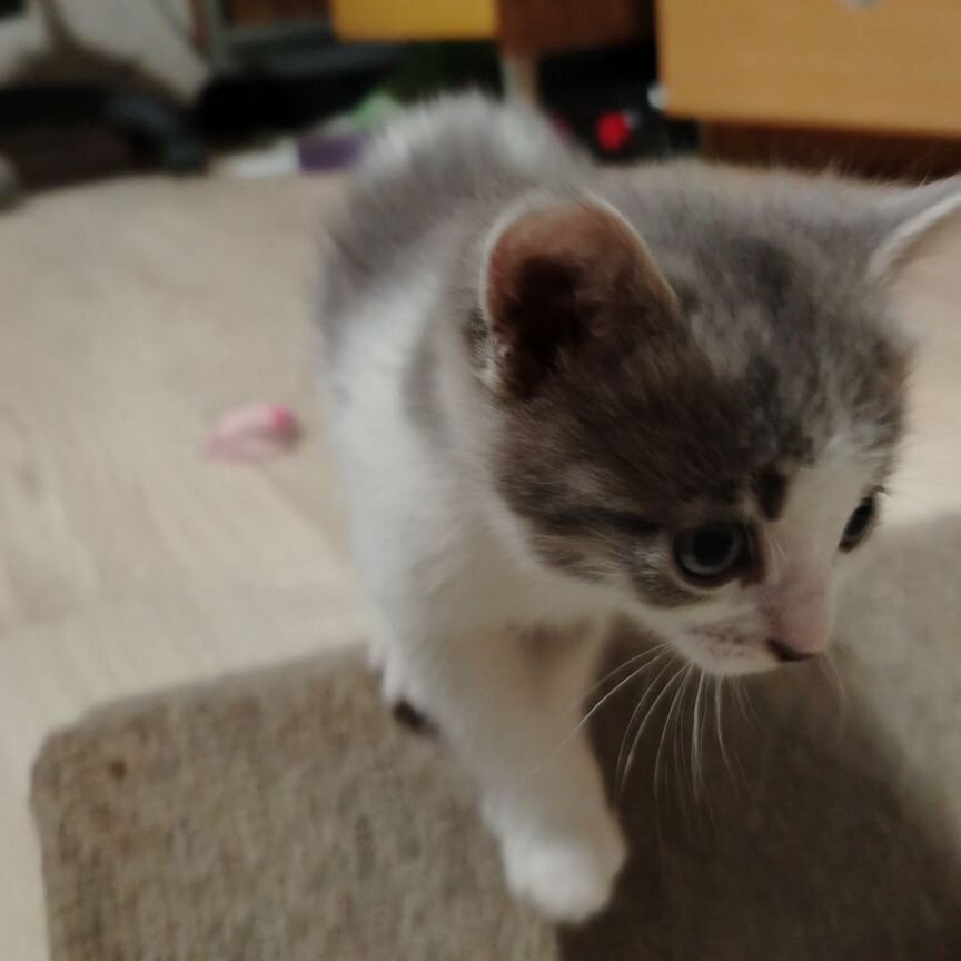 Котёнок в добрые руки