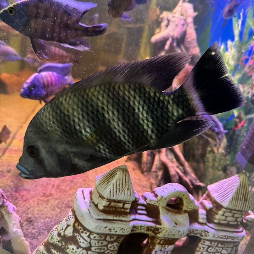 Рыбы тилапия