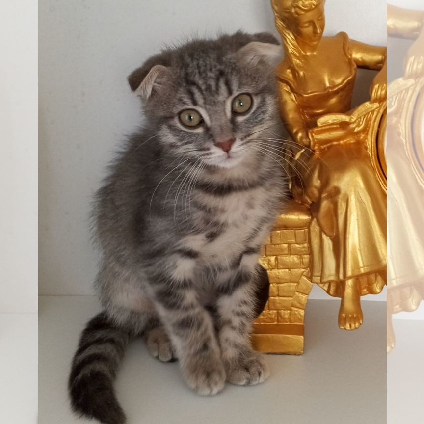 Шотландский вислоухий короткошёрстный котёнок