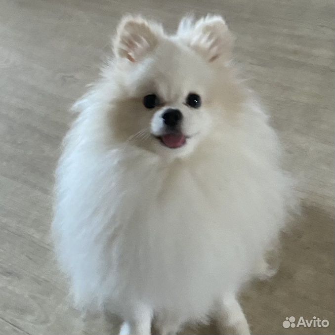 Приглашаем на случку