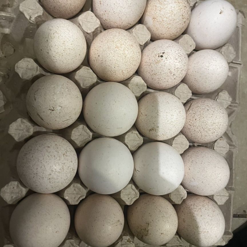 20 шт заказ на инкубацию индюшка