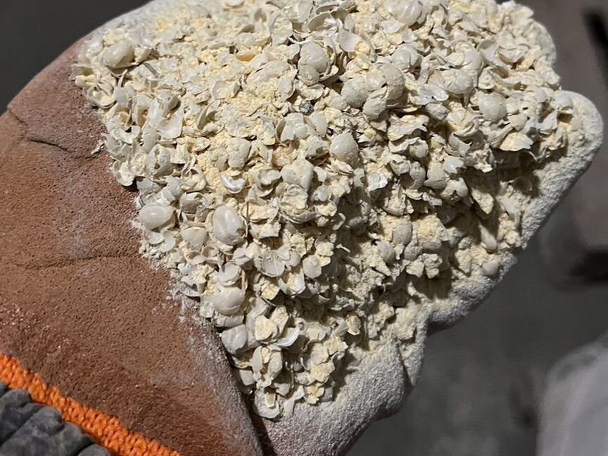 Мучка гороховая