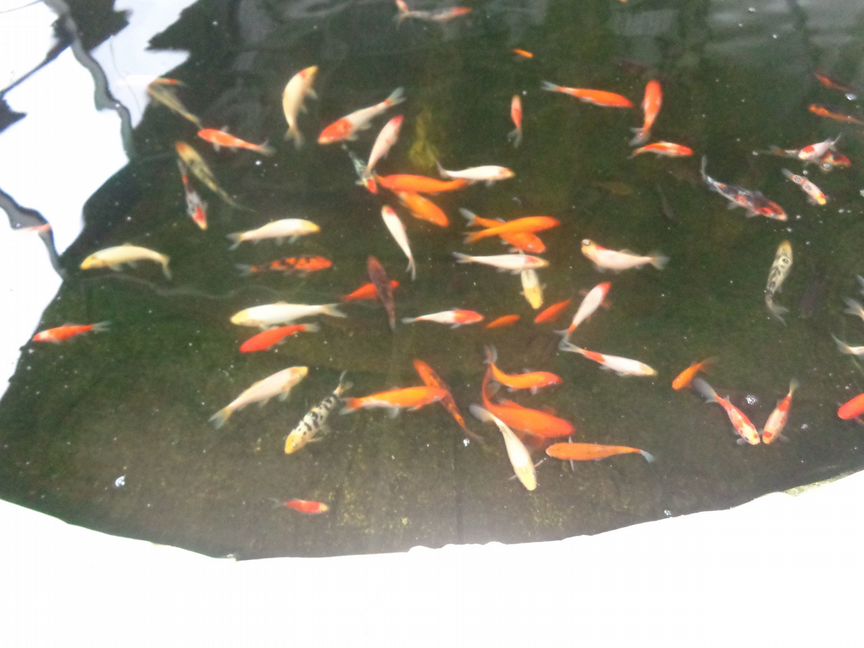 Золотые рыбки