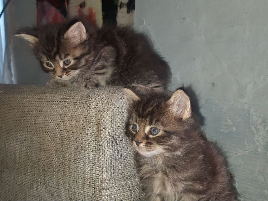 Котята