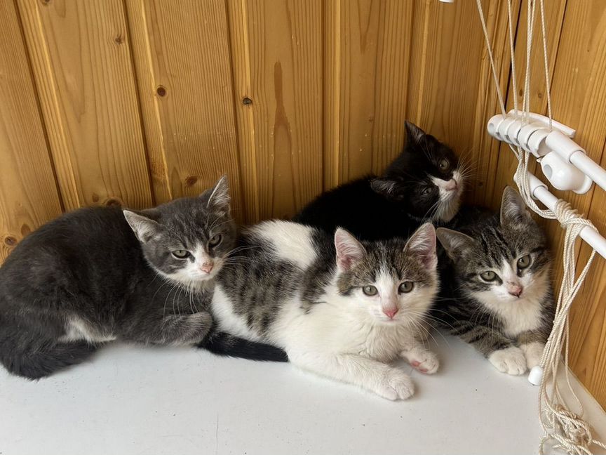 Ребята-котята