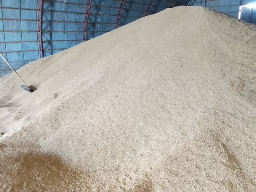 Озимая пшеница(тритикале)