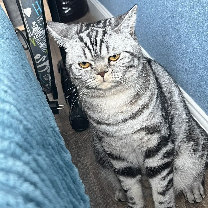 Кот вязка