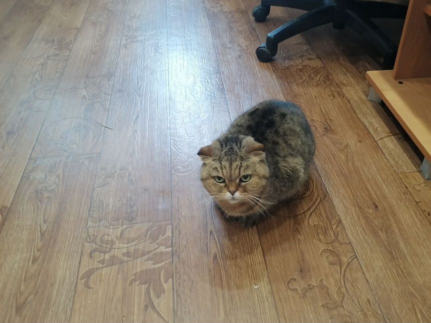 Шотландская кошка, бесплатно