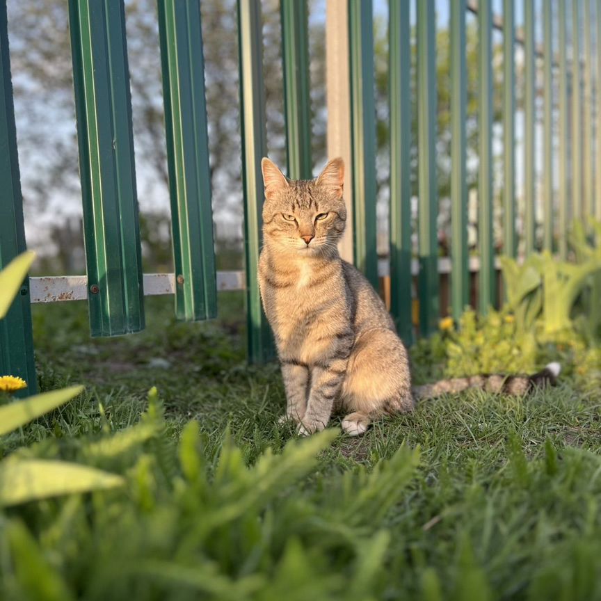 Кот Ярослав