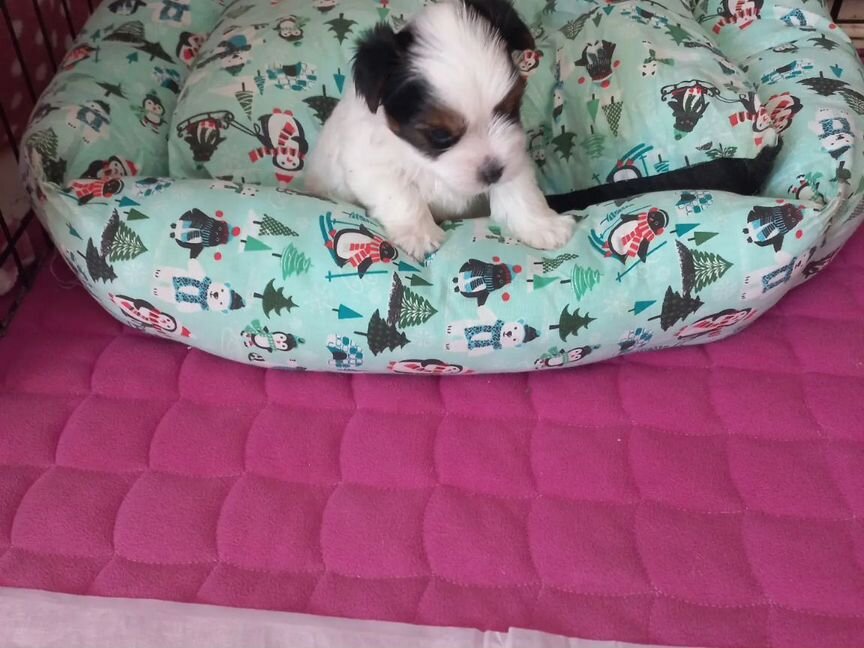 Бивер-карапуз