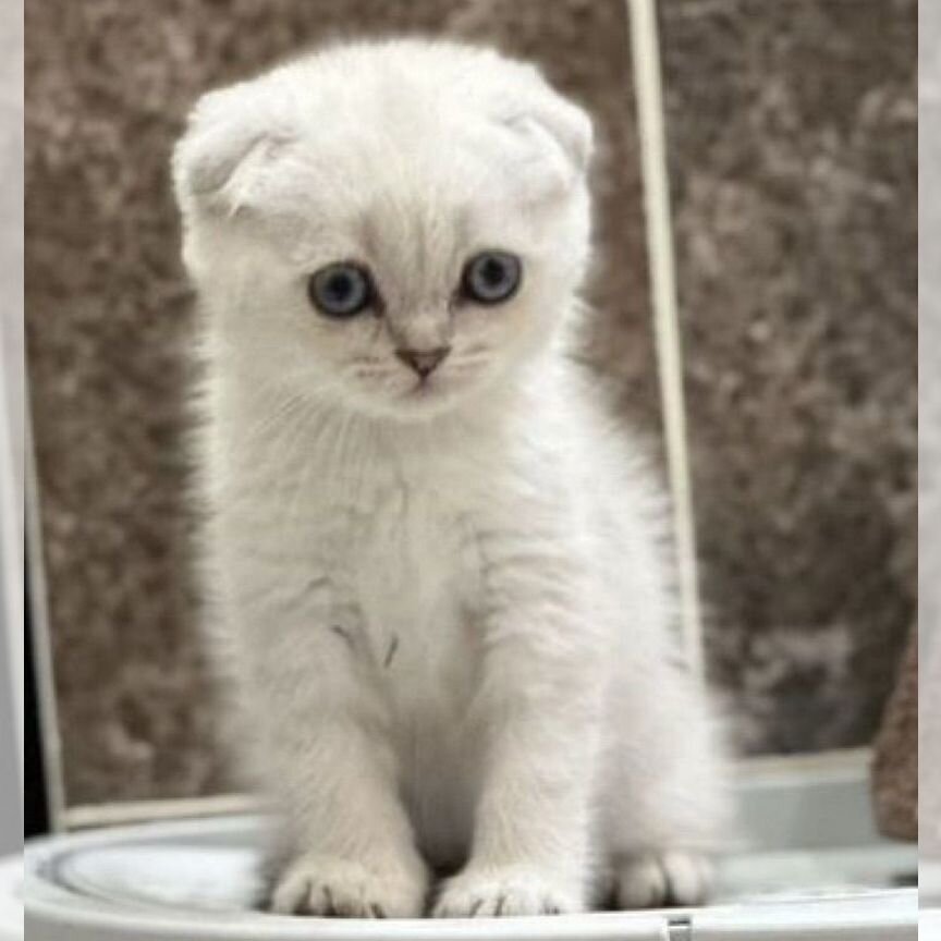 Шотландский вислоухий короткошёрстный котёнок