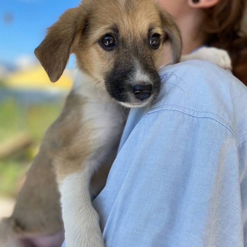 Щенки в добрые руки