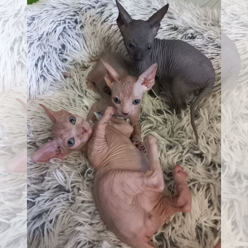 Канадский сфинкс котёнок