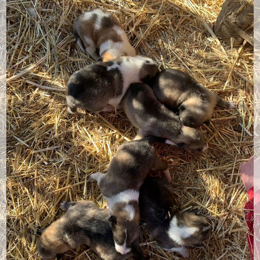 Щенки западно сибирской лайки