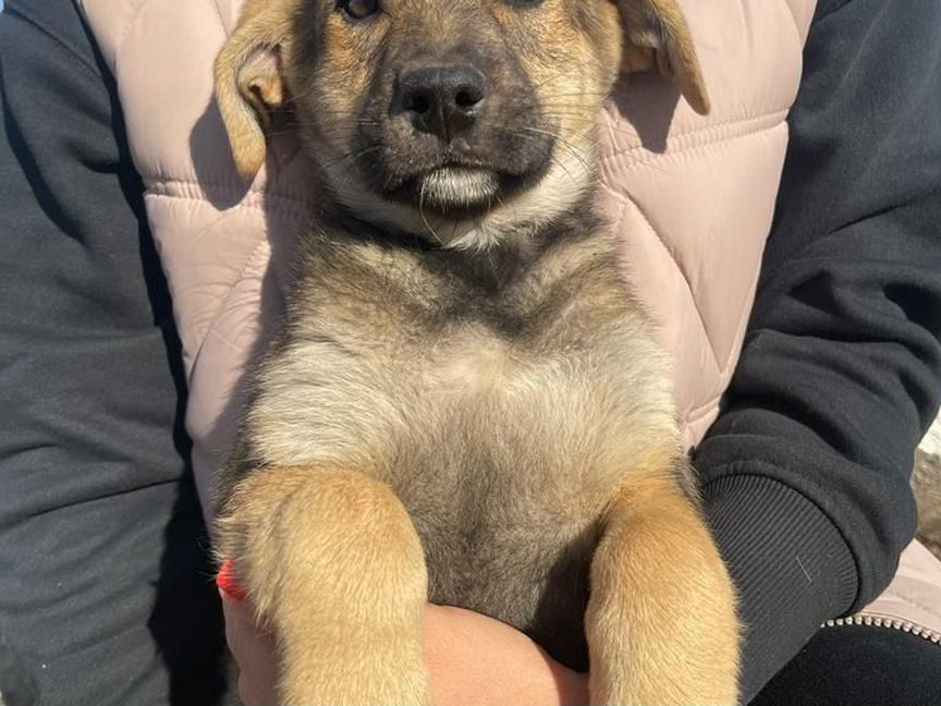 Щенок - волчонок в поисках дома