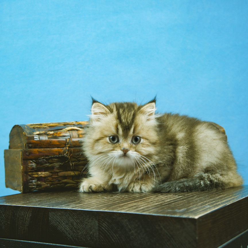 Котята шотландские золотая шиншилла