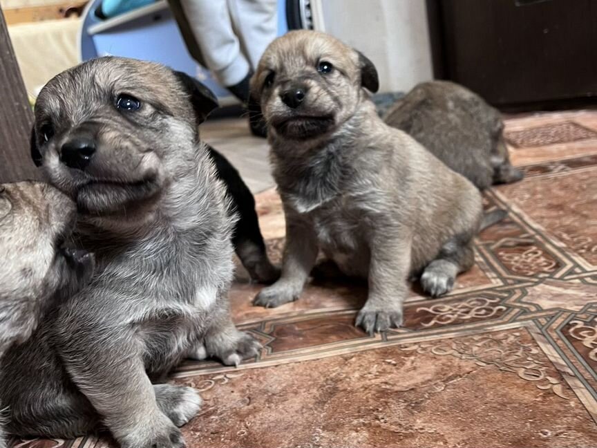 Щенки от замечательной мамы-собаки