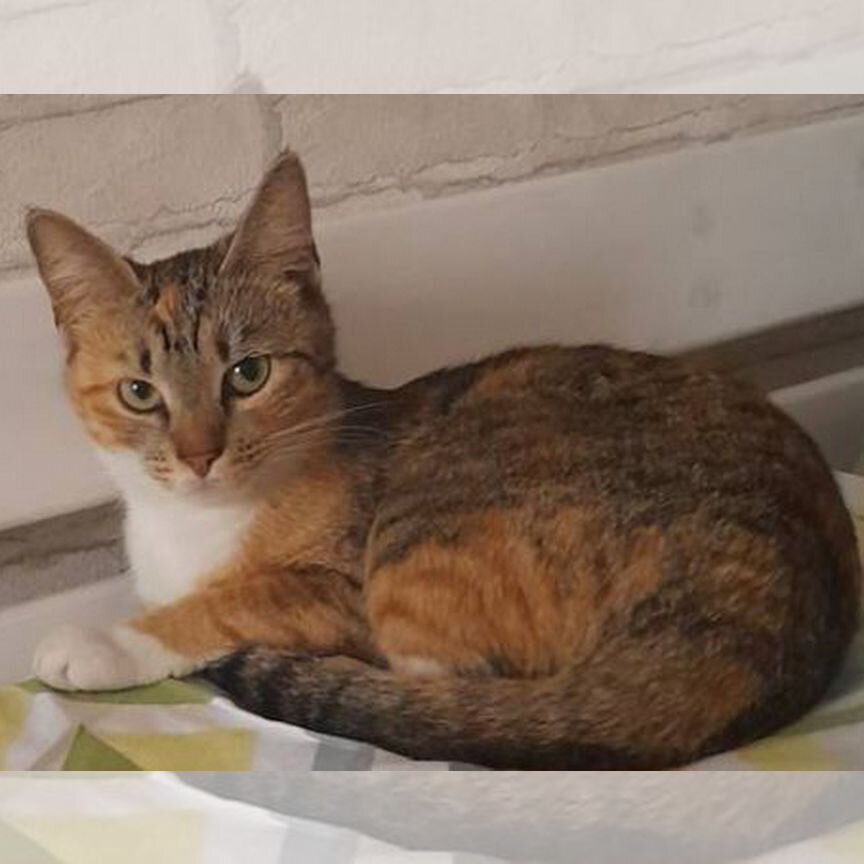 Кошка Алиса в добрые руки
