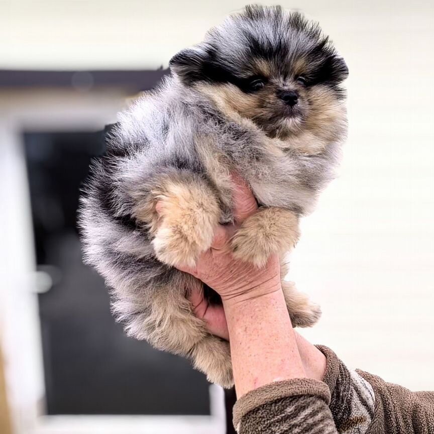 Мраморные красатули. Рассрочка