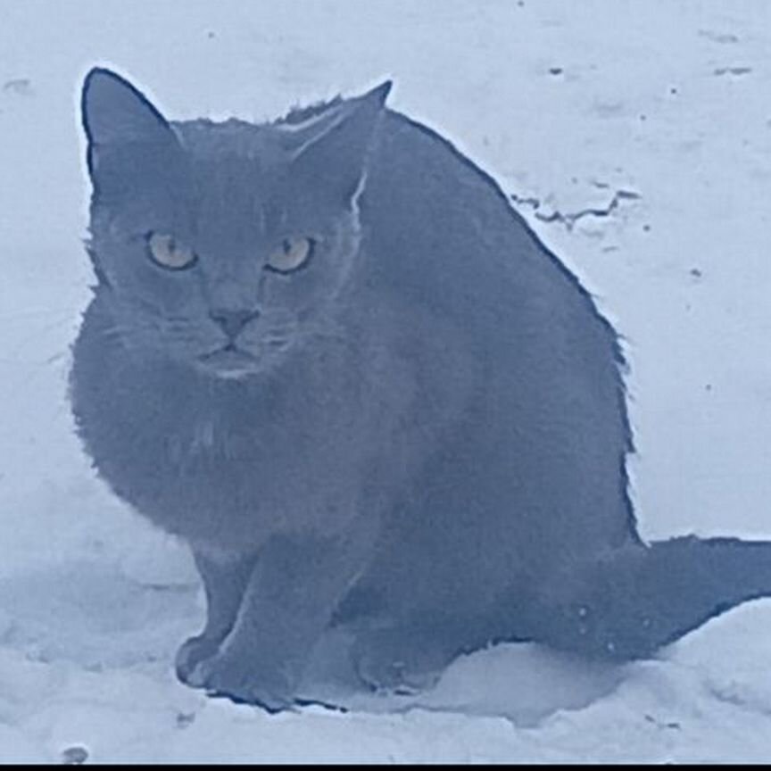 Молодая кошечка