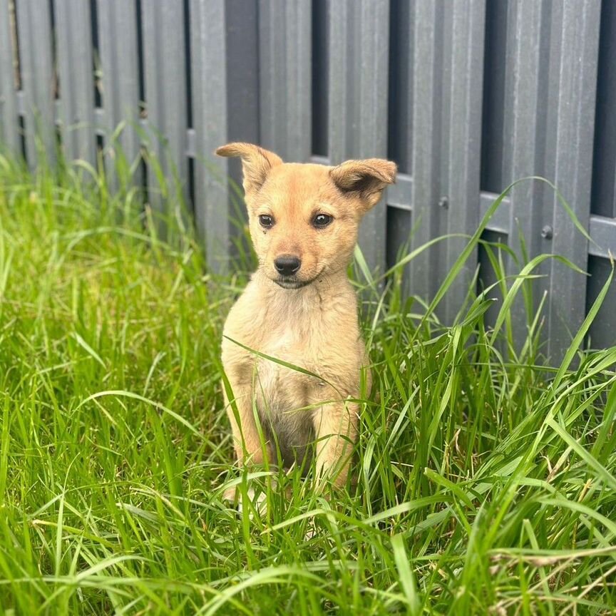 Щенок мальчик в дар
