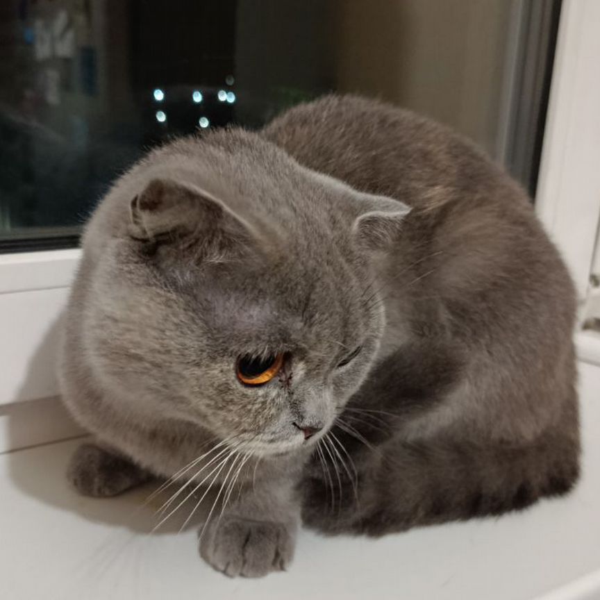 Шотландская вислоухая кошка бесплатно