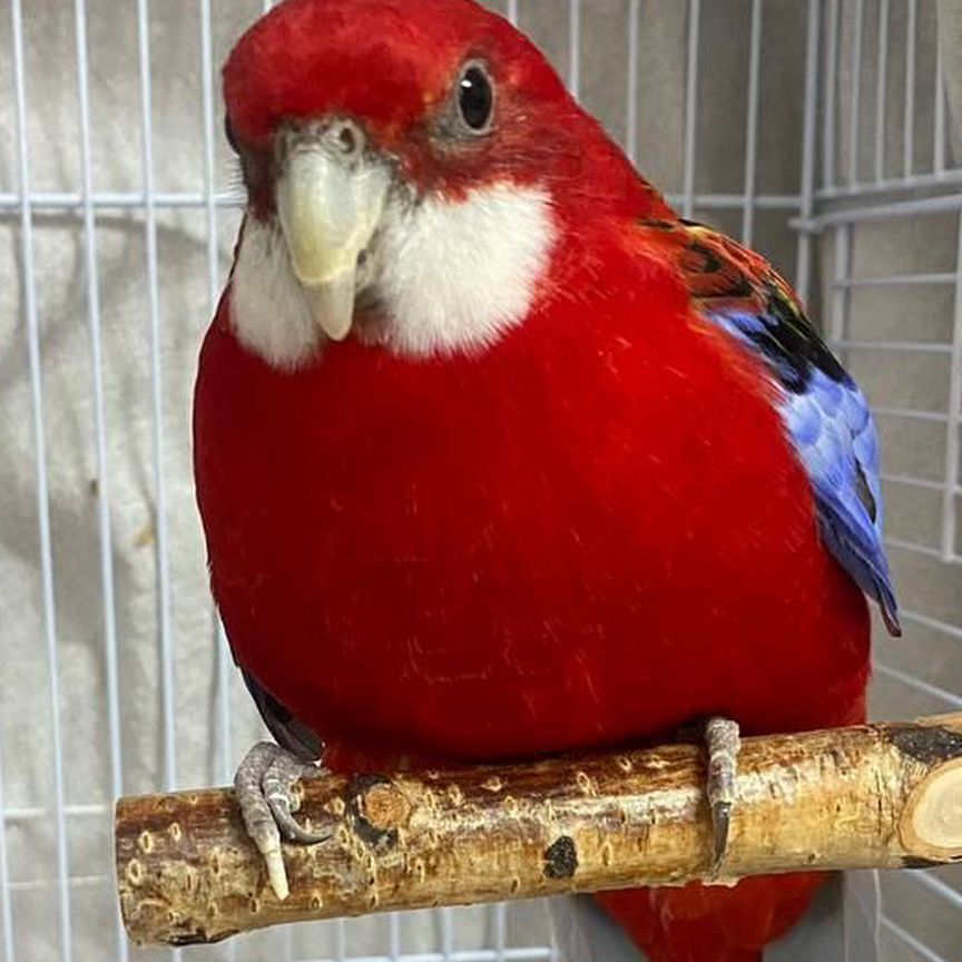 Попугай розелла