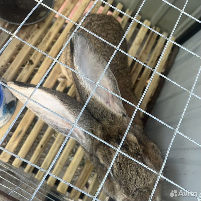 Кролик великан