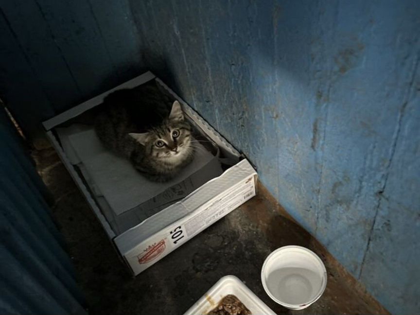 Спасите котеночка 2 или 3 месяца