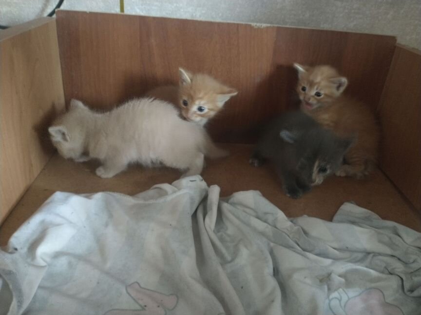 Котята в добрые руки бесплатно