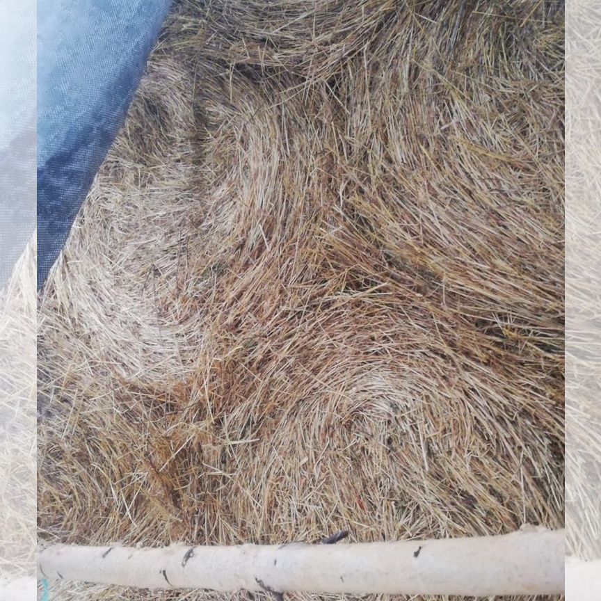 Сено в рулонах