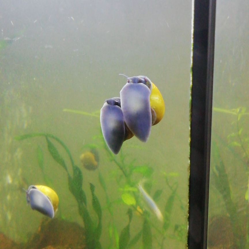 Улитки ампулярии