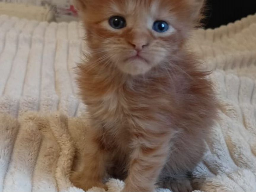 Котята мейн-кун