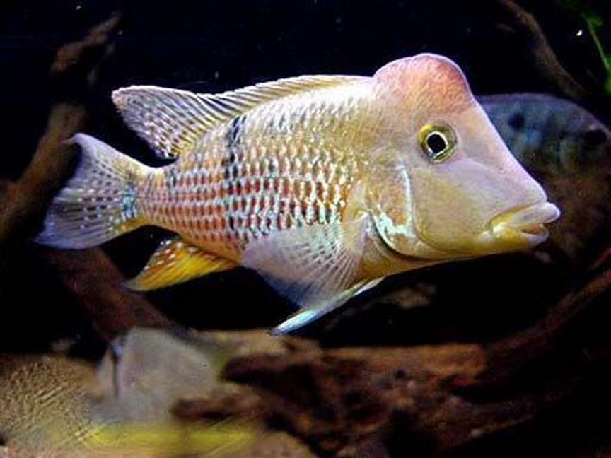 Геофагус Штайндахнера аквариумные рыбки
