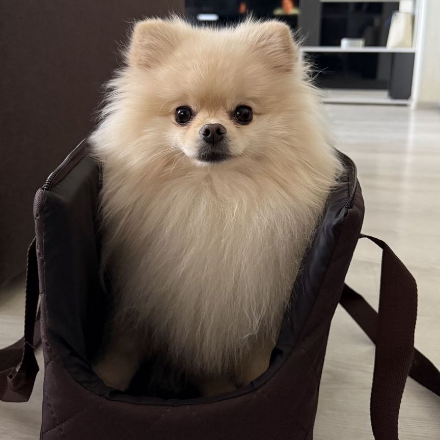 Сумка-переноска