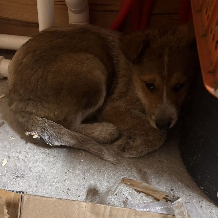 Щенок в добрые руки