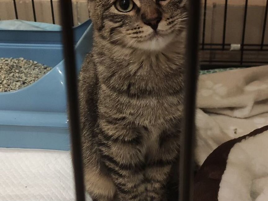 Кот ищет дом