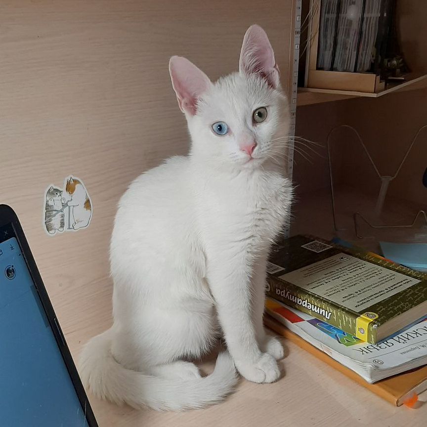 Котик разные глаза
