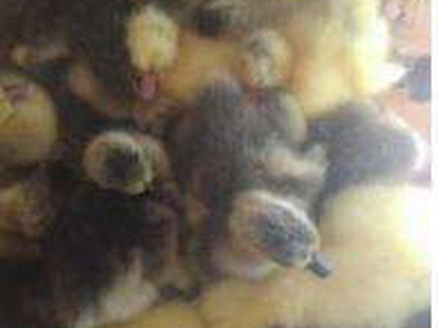 Гуси губернаторские