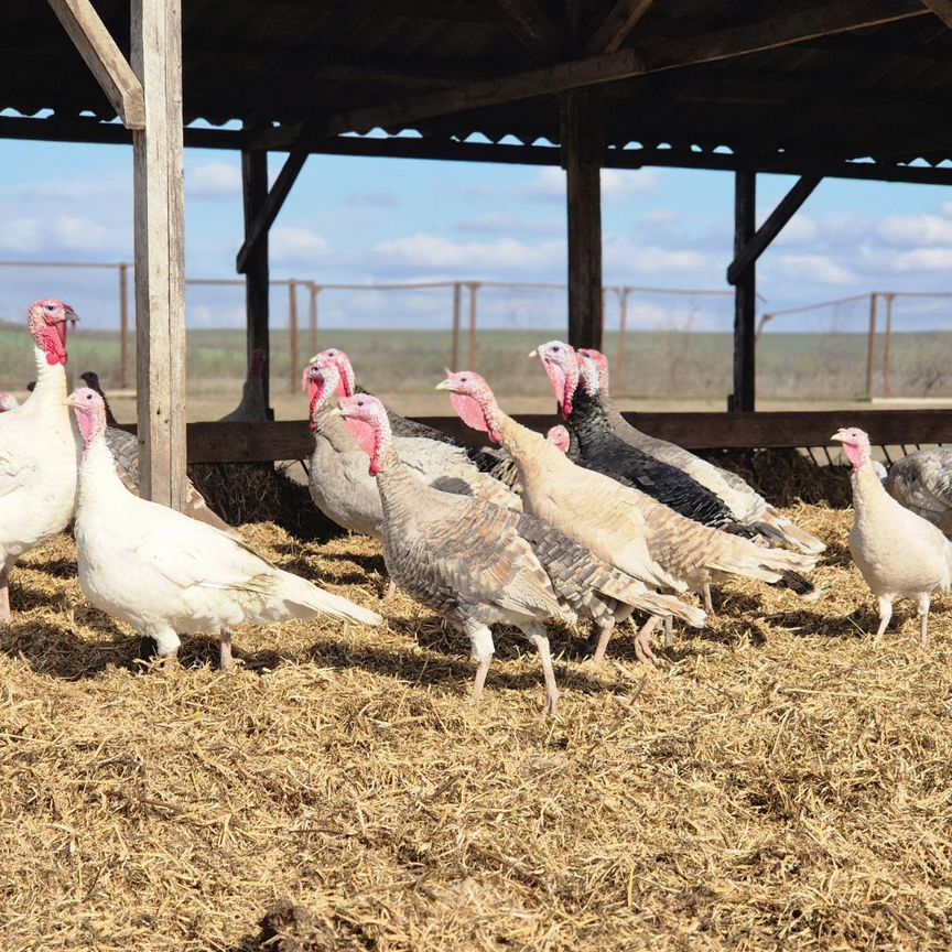 Индюки на развод