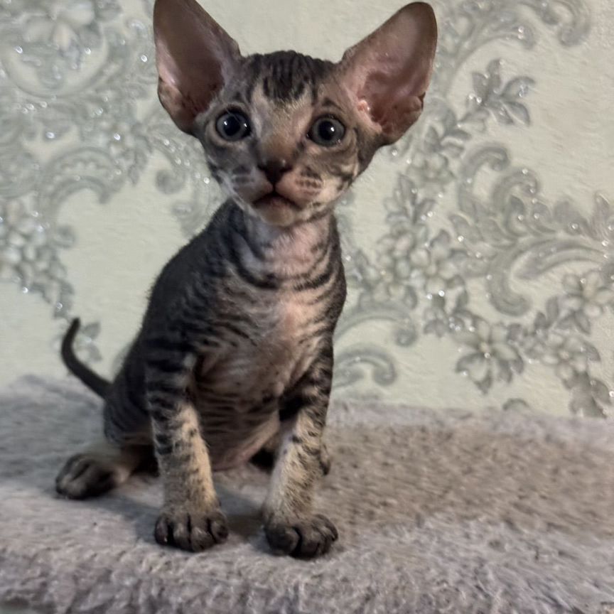 Котята сфинкс
