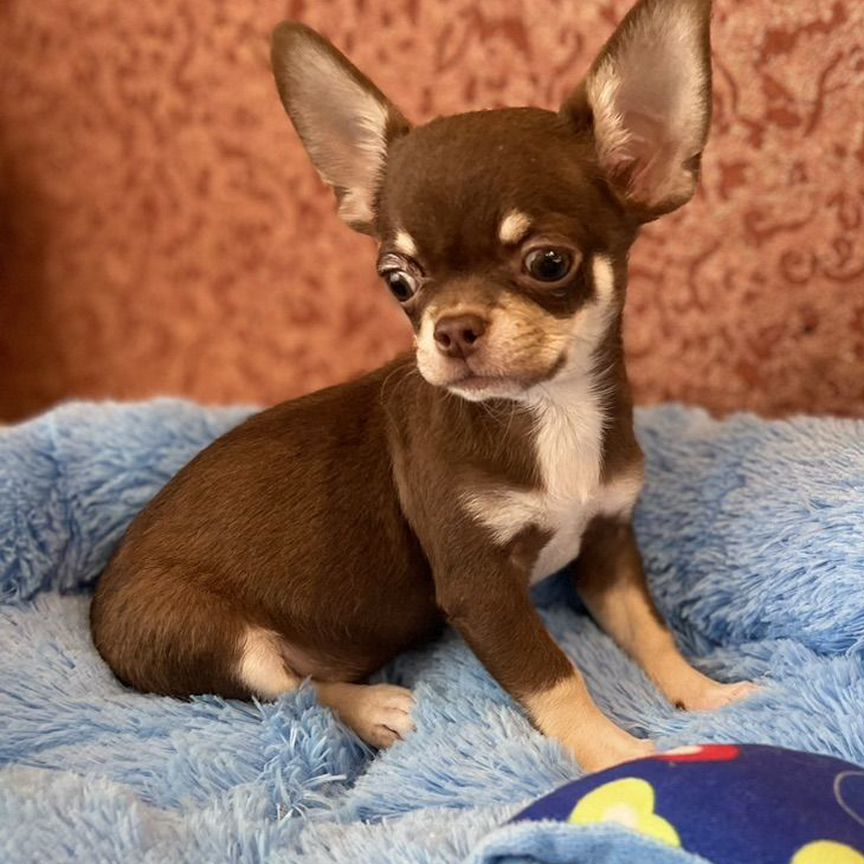 Чихуахуа мальчик
