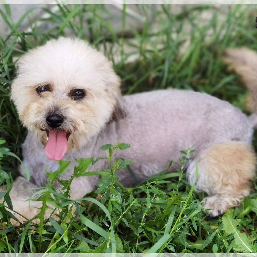 Русская цветная болонка, взрослая собака