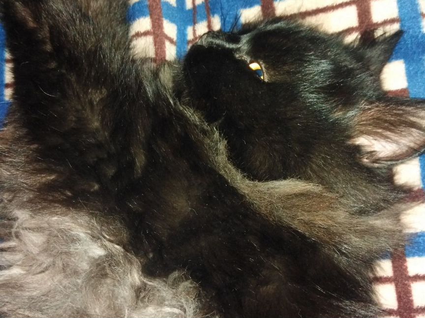 Отдам бесплатно