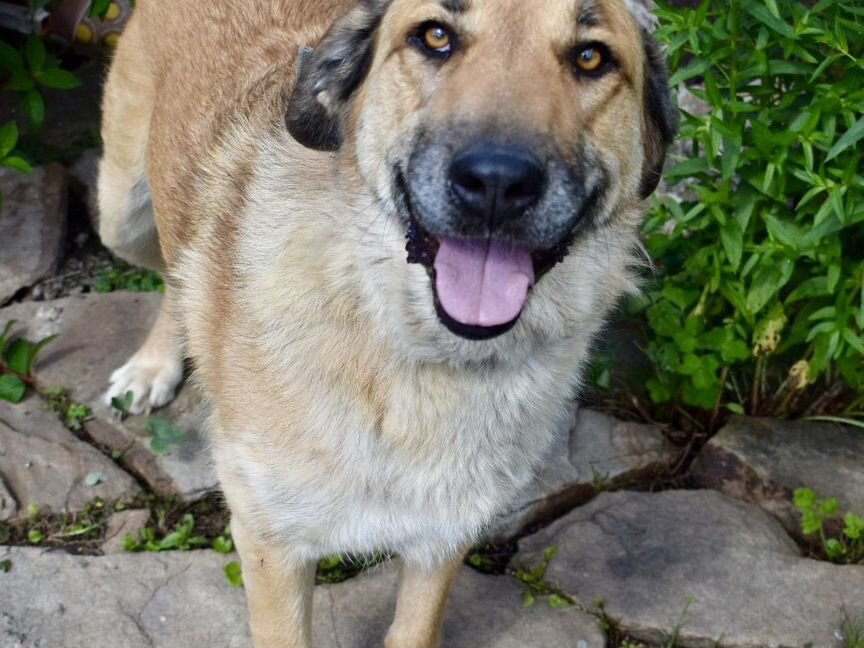 Улыбчивая собака Маня 2 года ищет дом