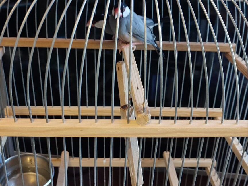 Рисовые амадины